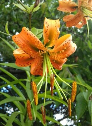 Exploring the Beauty and Symbolism of Henry's Lily: A Floral Marvel