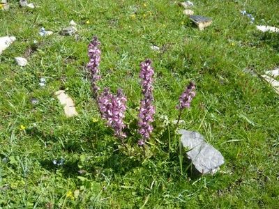 How to Grow and Care for Flesh-pink lousewort