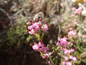 How to Propagate Dwarf spanish heath