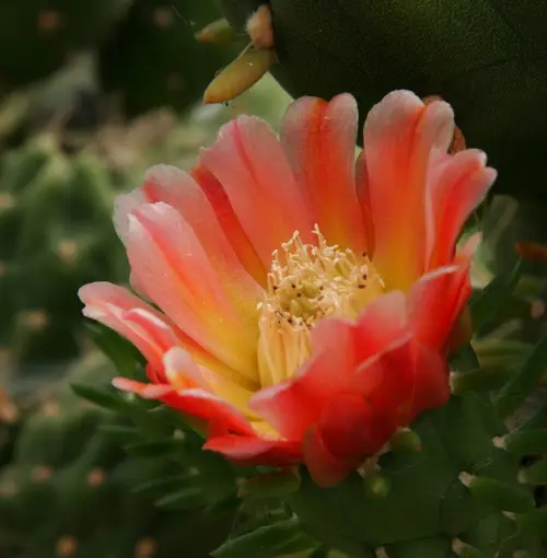 Eve's pin (Austrocylindropuntia subulata) Flower, Leaf, Care, Uses ...
