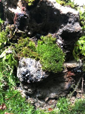 Curly thatch moss - Dicranoweisia cirrata (Taxonomy, Characteristics ...