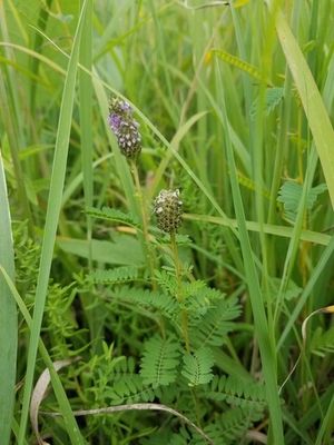 Leafy prairie clover (Dalea foliosa) - PictureThis