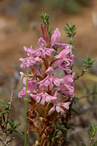 Satyrium erectum - PictureThis