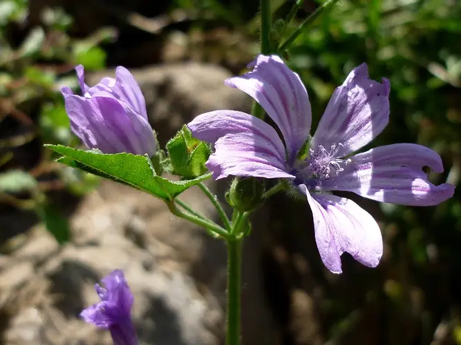 How to Plant and Grow Common mallow(Malva sylvestris)