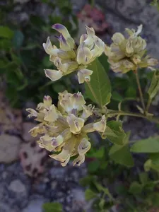 How to Propagate Forest scurfpea