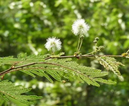 Palo blanco (Lysiloma divaricatum) - PictureThis