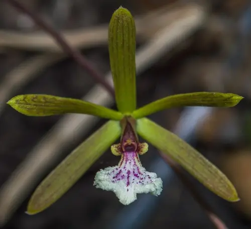 Encyclia microbulbon - PictureThis