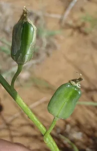 How to Propagate Green bells