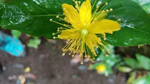 How to Prune Hypericum grandifolium