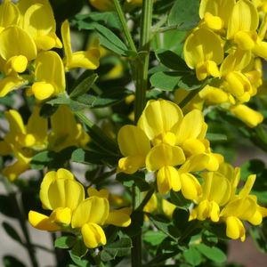 French broom - Genista monspessulana (Care, Characteristics, Flower ...