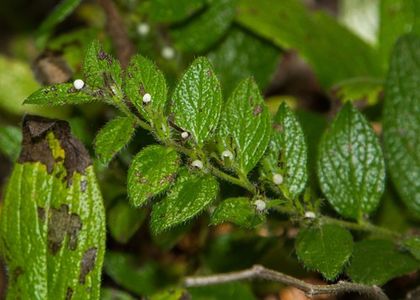 Heller's marbleseed (Lithospermum helleri) - PictureThis