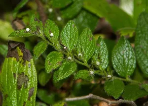 How to Propagate Heller's marbleseed