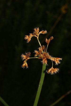California bulrush (Schoenoplectus californicus) - PictureThis