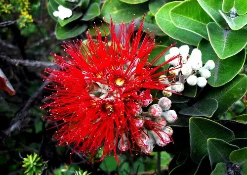 Metrosideros polymorpha - PictureThis