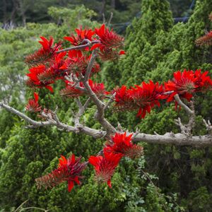 How to Grow and Care for Indian coral tree