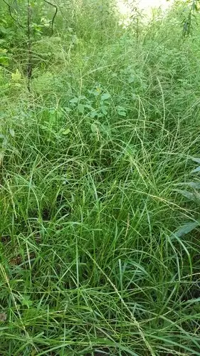 Glyceria melicaria - PictureThis