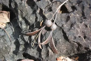 How to Prune Propeller tree