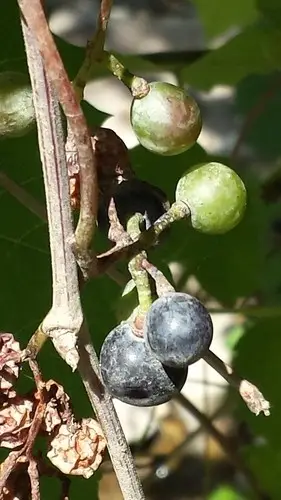 Uva cimarrona (Vitis arizonica) - PictureThis