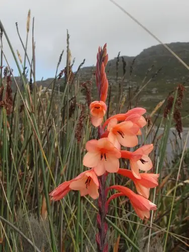 Watsonia tabularis - PictureThis
