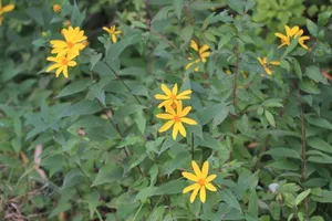 Where To Place Paleleaf woodland sunflower In Feng Shui ...