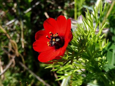 Pheasant's eye (Adonis annua) - PictureThis
