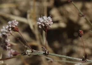 How to Propagate Anglestem buckwheat