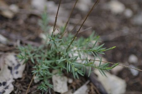 How to Grow and Care for Rock flax