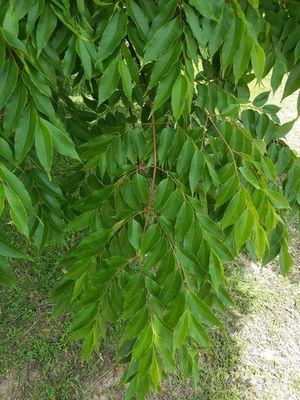 How to Grow and Care for Golden-rain tree