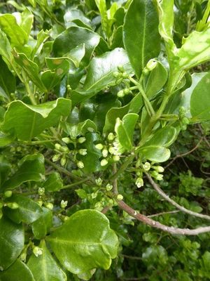 Wharangi (Melicope ternata) - PictureThis