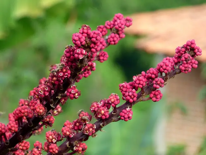 How to Plant and Grow Octopus tree(Schefflera actinophylla)