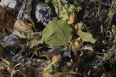 How to Grow and Care for Mule-ears
