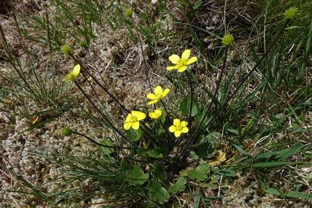 Australian buttercup (Ranunculus lappaceus) - PictureThis