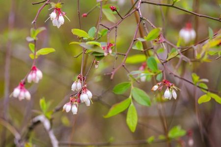 Elliott's blueberry (Vaccinium elliottii) - PictureThis