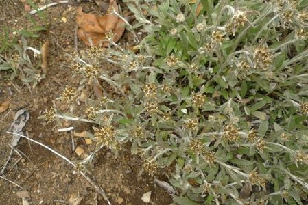 How to Grow and Care for Euchiton ruahinicus