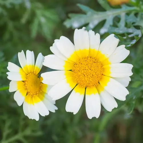 How to Plant and Grow Crown daisy(Glebionis coronaria)