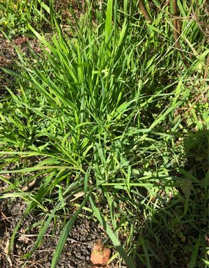 Panic veld grass - Ehrharta erecta (Taxonomy, Characteristics, Invasive ...