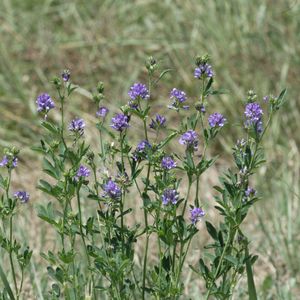 Alfalfa - Medicago sativa (Care, Characteristics, Flower, Images)