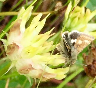 How to Grow and Care for Bull clover