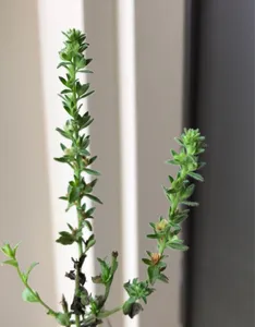 How to Prune Spring corn speedwell