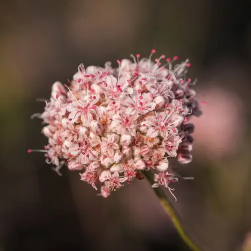 Alforfón de California (Eriogonum fasciculatum) - PictureThis