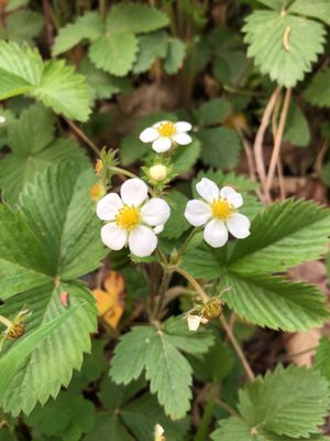 Musk strawberry (Fragaria moschata) - PictureThis