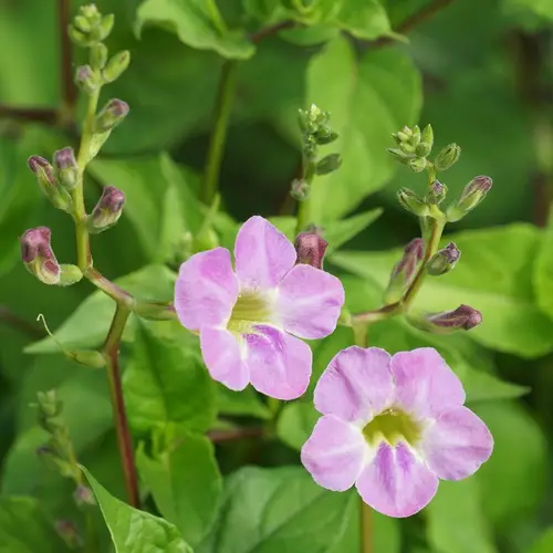 How to Plant and Grow Chinese violet(Asystasia gangetica)