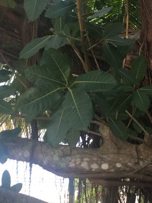 How to Grow and Care for Shortleaf fig