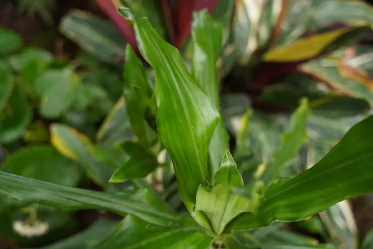 How to Plant and Grow Corn plant(Dracaena fragrans)