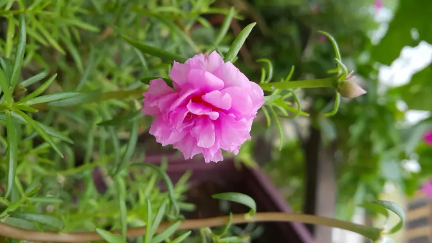 How to Plant and Grow Moss rose(Portulaca grandiflora)