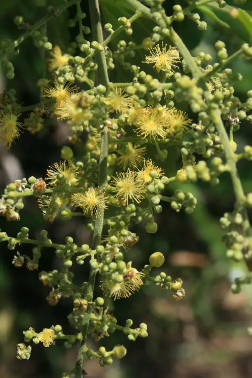 Banara guianensis Flower, Leaf, Care, Uses - PictureThis