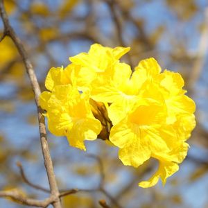 Guayacán amarillo - Handroanthus chrysanthus subsp. chrysanthus ...