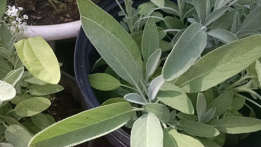 How to Plant and Grow Common sage(Salvia officinalis)