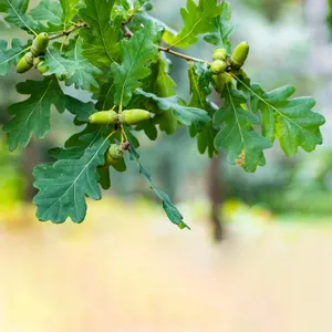 How to Pollinate English oak? (Pollinators, Time Window, Enhance, and ...