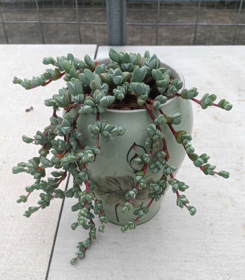 The Language and Meaning of Beads Lampranthus: A Comprehensive Guide